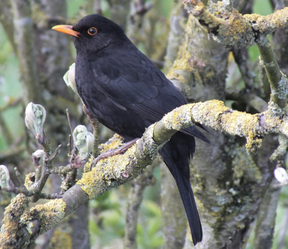 Blackbird Facts - Blackbird Information : Twootz.com