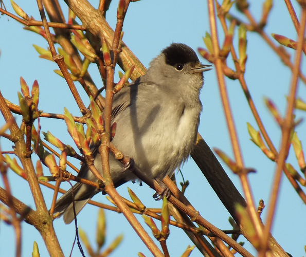 Blackcap Facts - Blackcap Information : Twootz.com