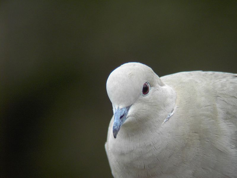 Collared Dove Facts - Collared Dove Information : Twootz.com