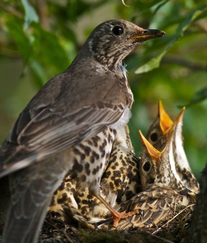 Mistle Thrush Facts - Mistle Thrush Information : Twootz.com