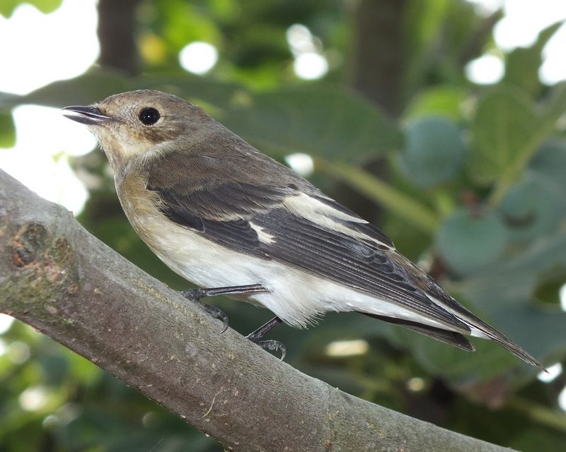Pied Flycatcher Facts - Pied Flycatcher Information : Twootz.com