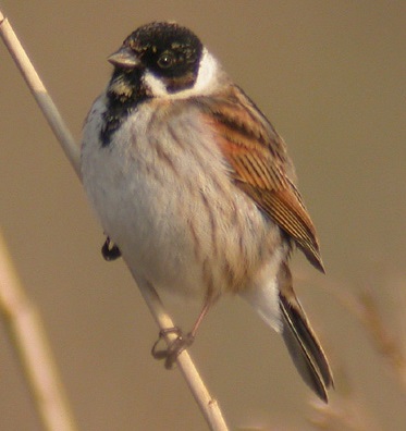Reed Bunting Facts - Reed Bunting Information : Twootz.com