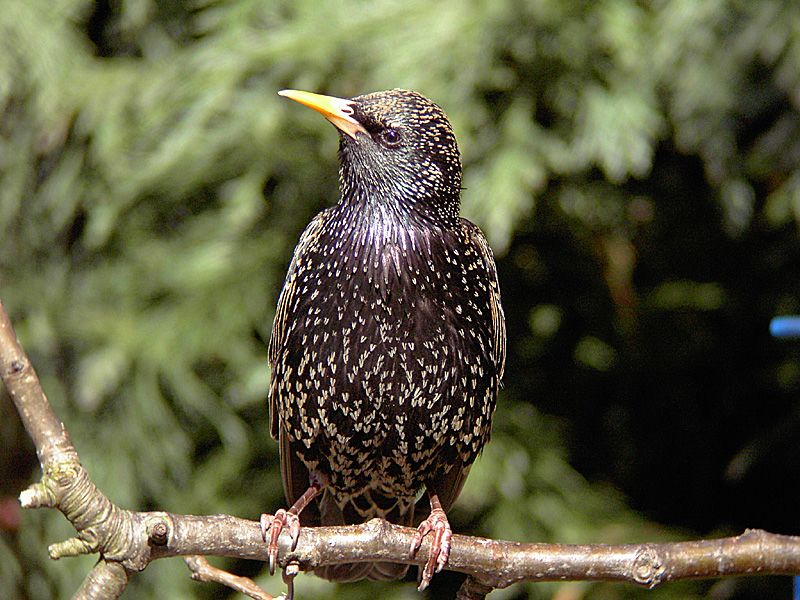 Starling Facts - Starling Information : Twootz.com