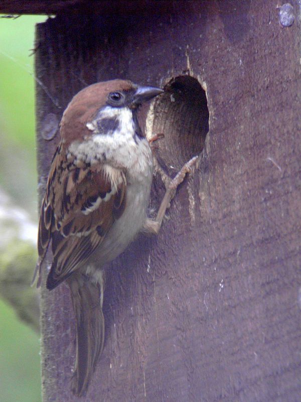 Tree Sparrow Facts - Tree Sparrow Information : Twootz.com
