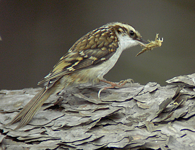 Treecreeper Facts - Treecreeper Information : Twootz.com