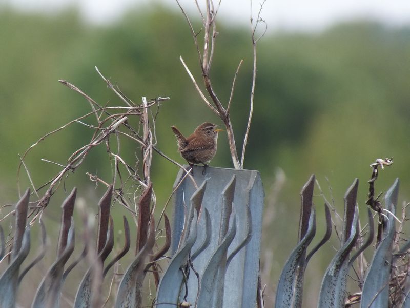 Wren Facts - Wren Information : Twootz.com
