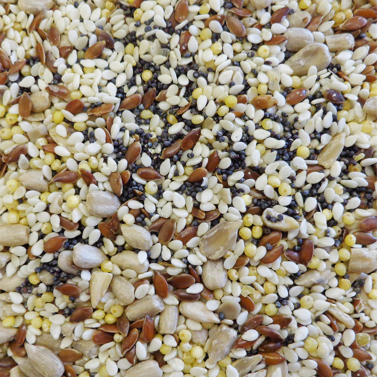 Twootz Signature Gold Blend Seed Mix : Twootz.com